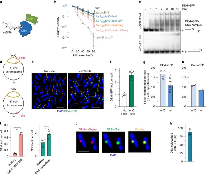 Endogenous DNA damage at sites of terminated transcripts - Puertorico ...