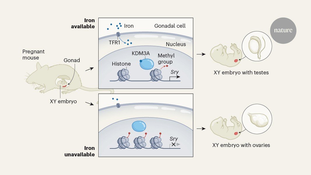 Iron deficiency in pregnant mice causes XY embryos to develop with ...