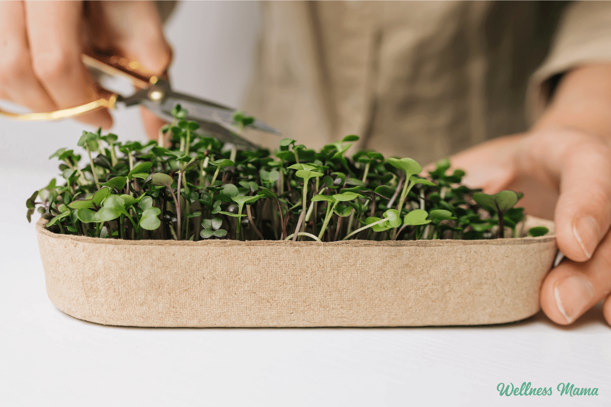 How to Grow Microgreens at Home (the Easy Way) - Puertorico Digital News